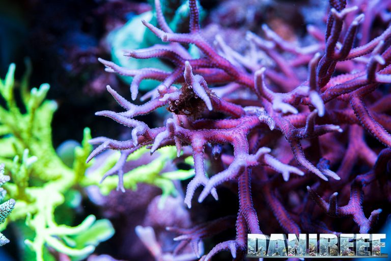 Euphyllie in mostra nel magnifico acquario di Andrea Minnella