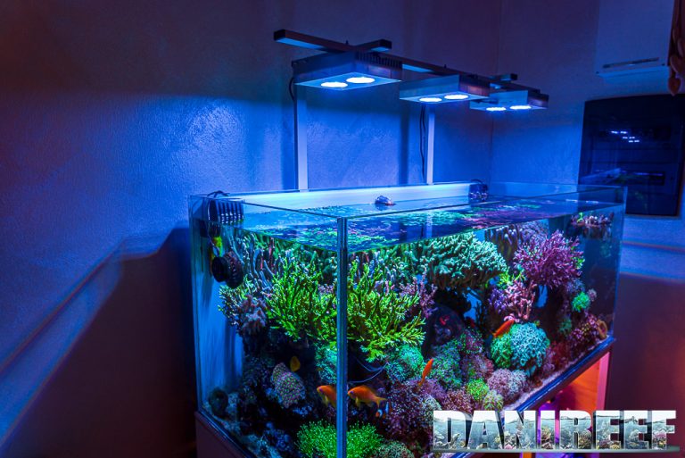 Euphyllie in mostra nel magnifico acquario di Andrea Minnella