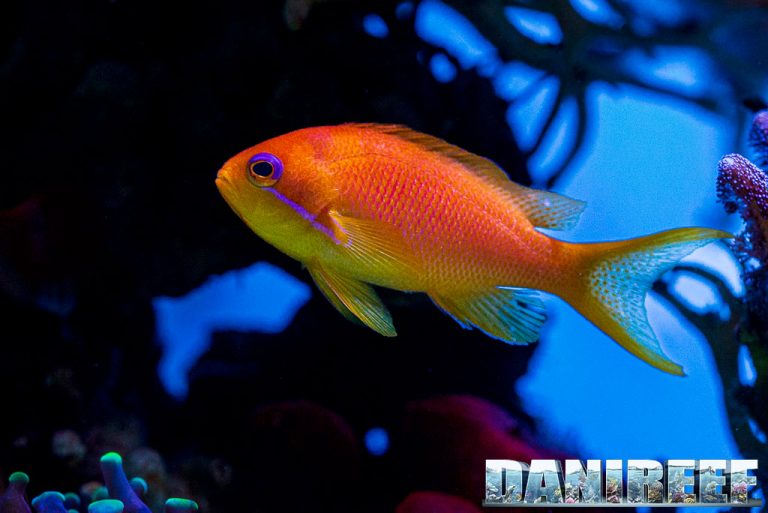 Euphyllie in mostra nel magnifico acquario di Andrea Minnella