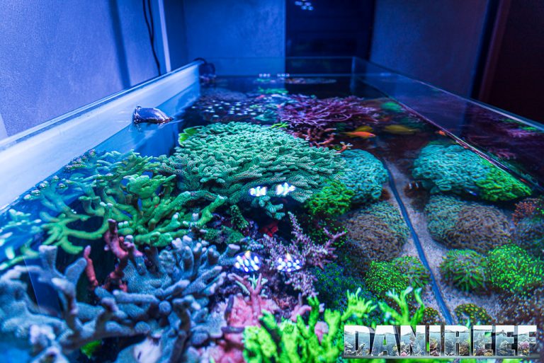 Euphyllie in mostra nel magnifico acquario di Andrea Minnella