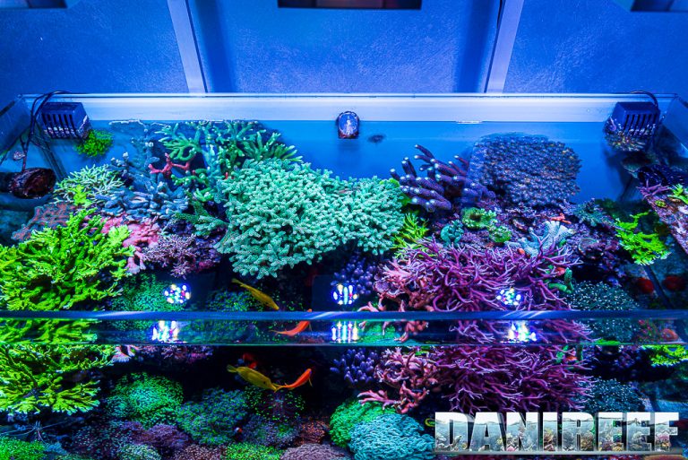 I valori dell'acqua di un acquario marino: le basi