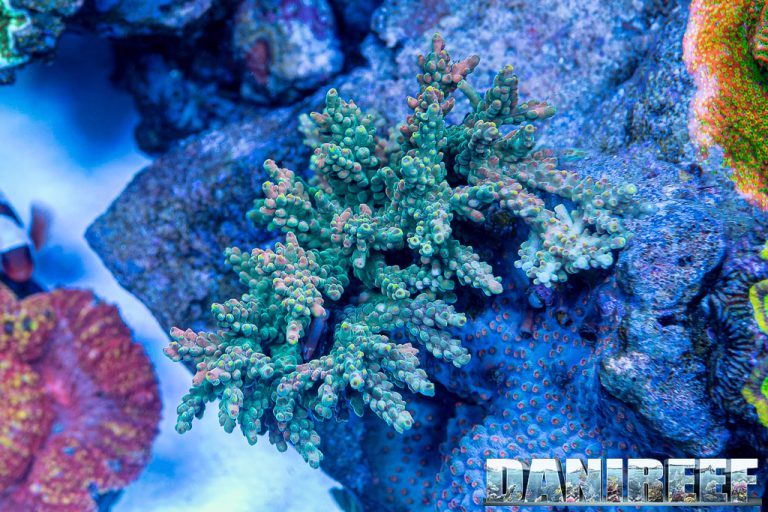 Lo spettacolare acquario marino da 1.500 litri di Alexander Silvioni