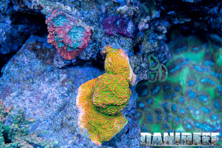 Lo spettacolare acquario marino da 1.500 litri di Alexander Silvioni