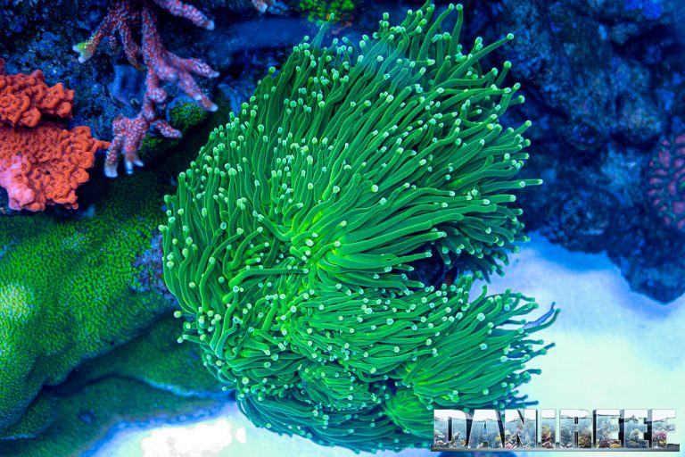 Lo spettacolare acquario marino da 1.500 litri di Alexander Silvioni