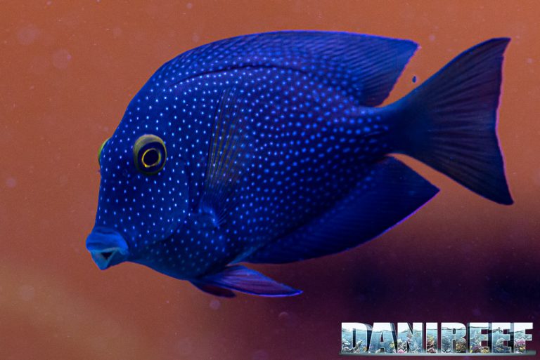 Lo spettacolare acquario marino da 1.500 litri di Alexander Silvioni