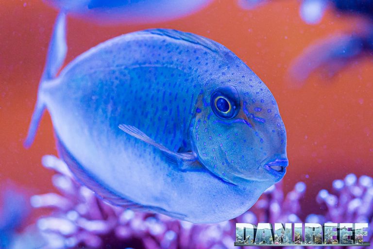 Lo spettacolare acquario marino da 1.500 litri di Alexander Silvioni