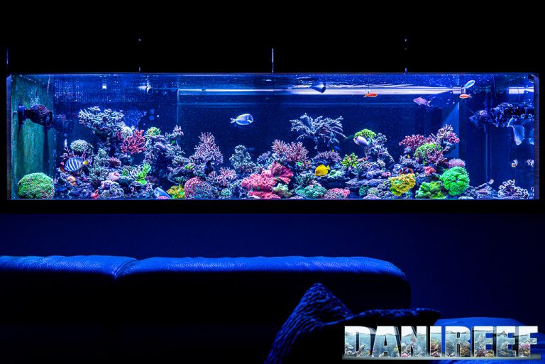 Lo spettacolare acquario marino da 1.500 litri di Alexander Silvioni