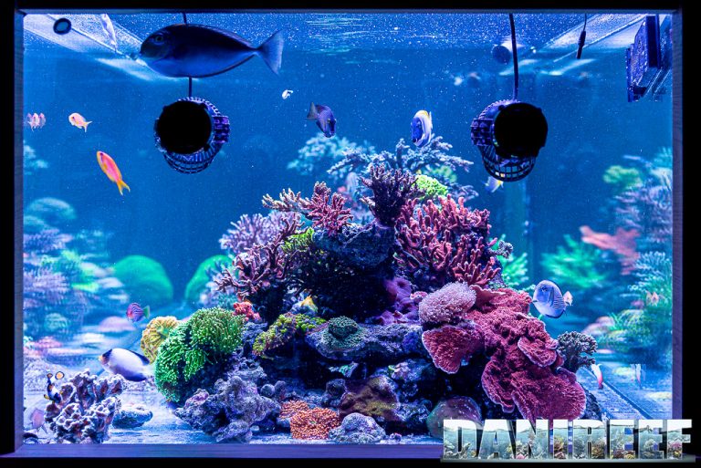 Lo spettacolare acquario marino da 1.500 litri di Alexander Silvioni