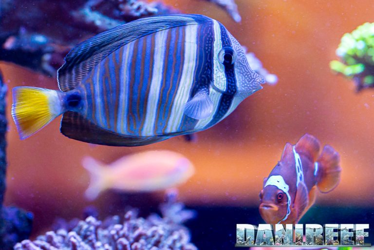 Lo spettacolare acquario marino da 1.500 litri di Alexander Silvioni