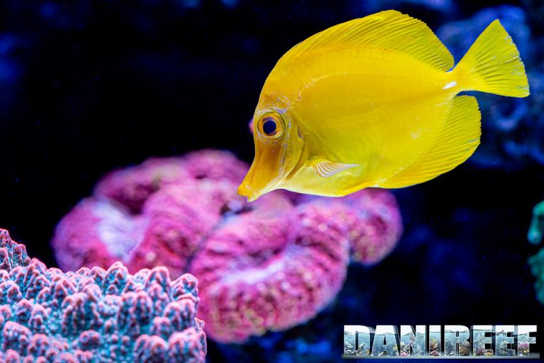 Lo spettacolare acquario marino da 1.500 litri di Alexander Silvioni