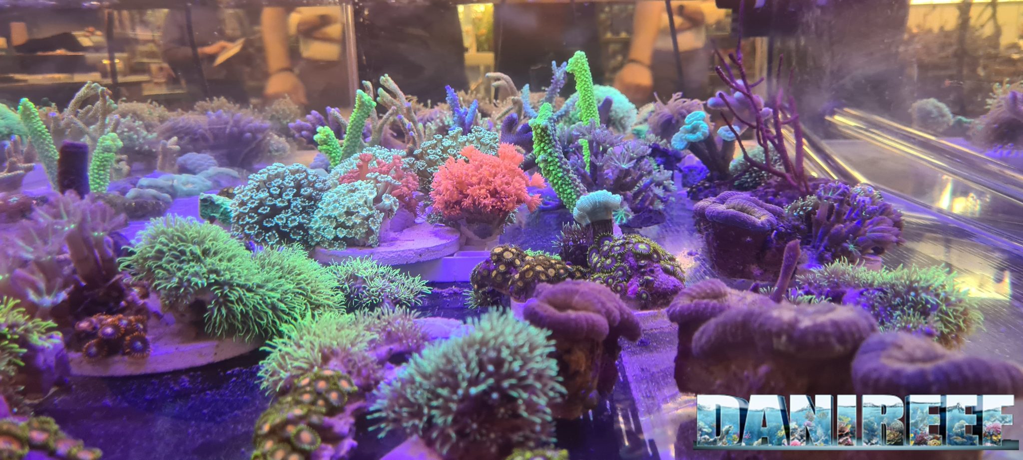 Oceano di Mini Marco e Newa ad Aqua Expo: Esotika 2023 Novegro