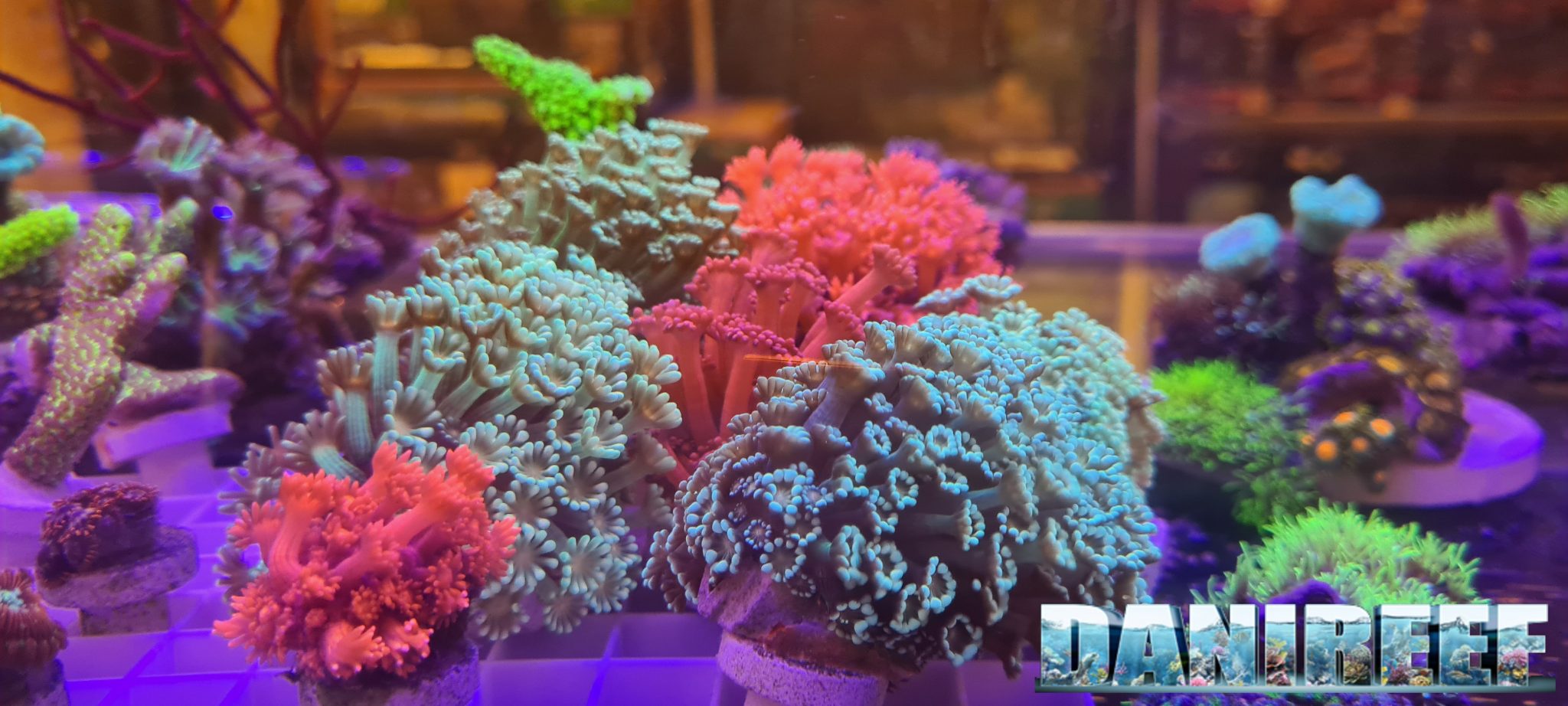 Oceano di Mini Marco e Newa ad Aqua Expo: Esotika 2023 Novegro