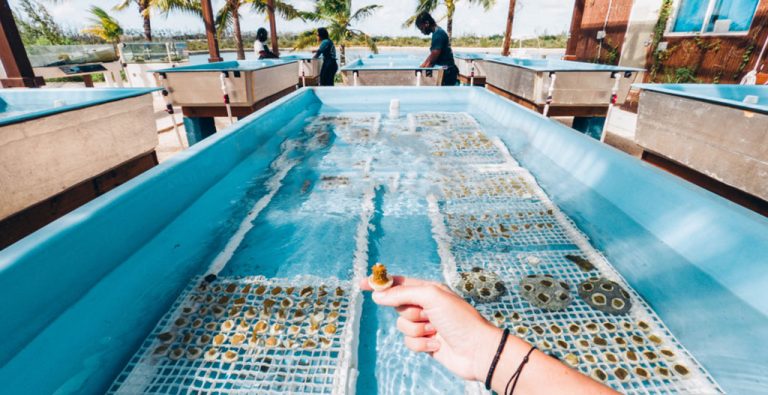 Coral Vita ristabilisce i coralli in natura: scopriamo come aiutarli