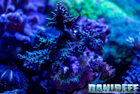 Polo Reef: we visited the world's most beautiful marine aquarium