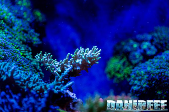 Polo Reef: we visited the world's most beautiful marine aquarium