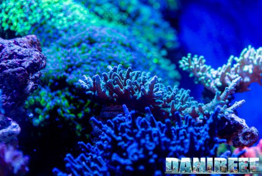 Polo Reef: we visited the world's most beautiful marine aquarium