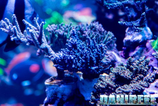 Polo Reef: we visited the world's most beautiful marine aquarium
