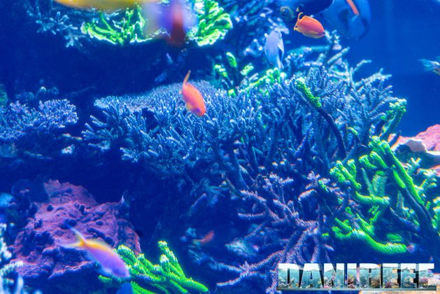 Polo Reef: we visited the world's most beautiful marine aquarium