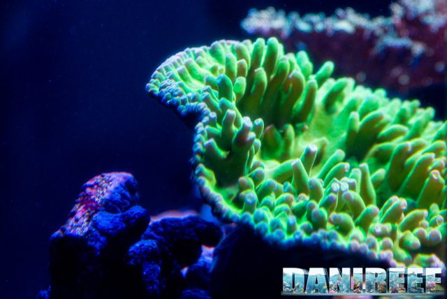 Polo Reef: we visited the world's most beautiful marine aquarium