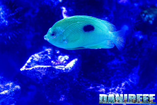 Polo Reef: we visited the world's most beautiful marine aquarium