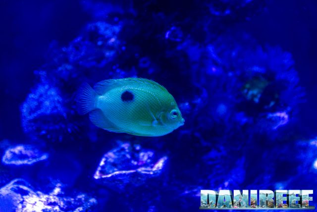 Polo Reef: we visited the world's most beautiful marine aquarium