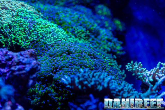 Polo Reef: we visited the world's most beautiful marine aquarium