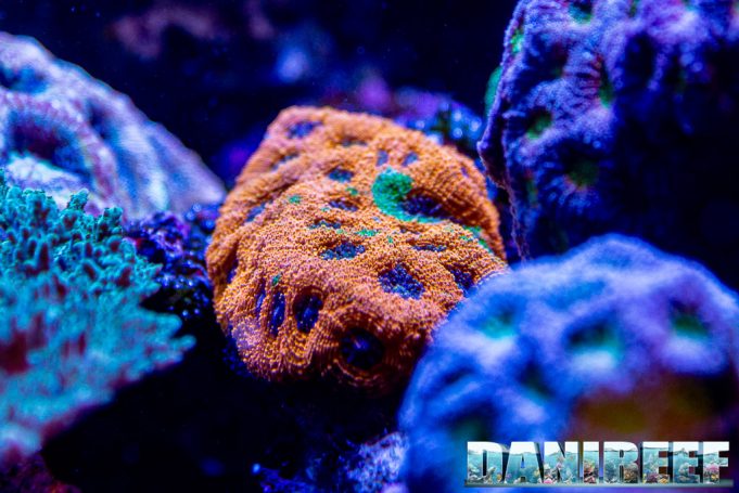 Polo Reef: we visited the world's most beautiful marine aquarium