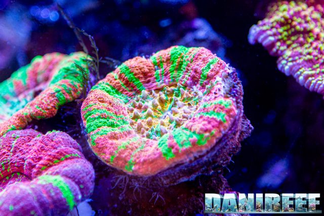 Polo Reef: we visited the world's most beautiful marine aquarium