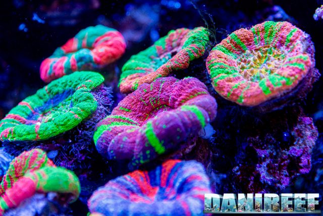 Polo Reef: we visited the world's most beautiful marine aquarium