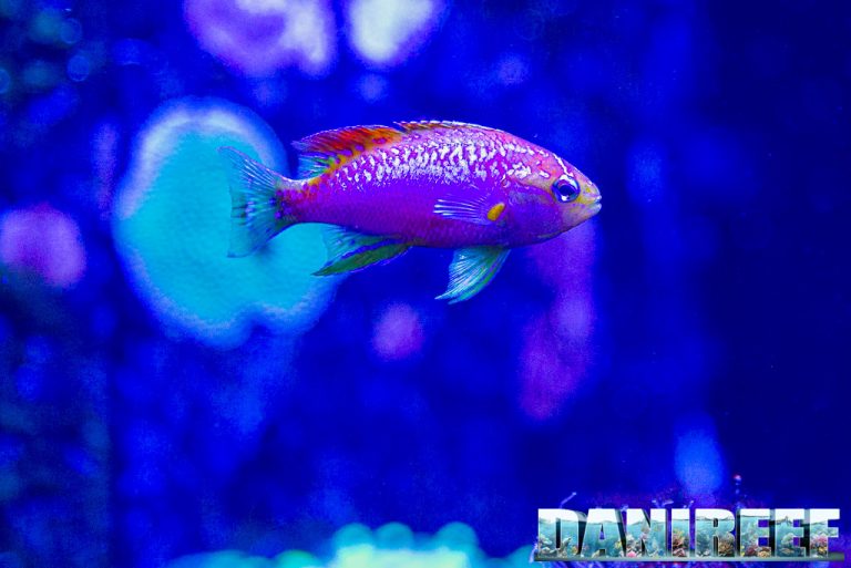 Polo Reef: we visited the world's most beautiful marine aquarium