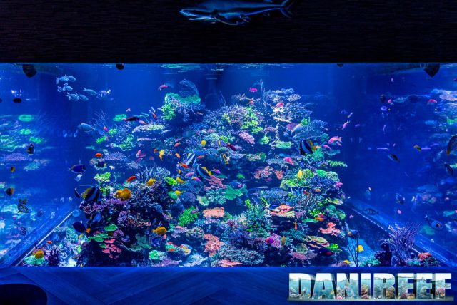 Polo Reef: we visited the world's most beautiful marine aquarium