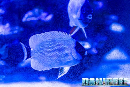 Polo Reef: we visited the world's most beautiful marine aquarium