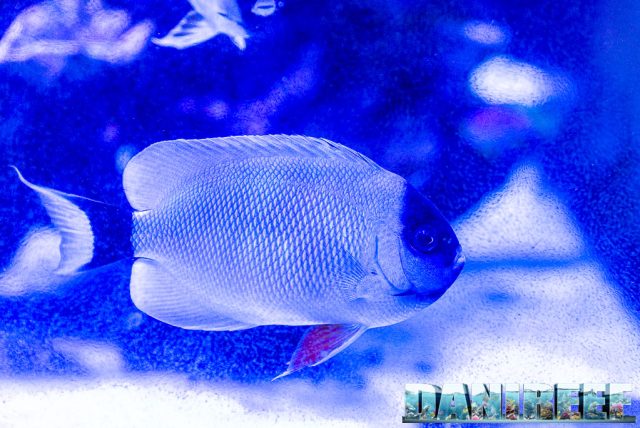 Polo Reef: we visited the world's most beautiful marine aquarium