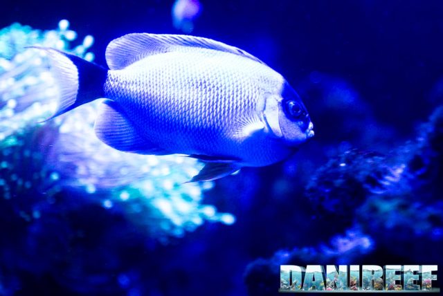 Polo Reef: we visited the world's most beautiful marine aquarium