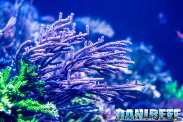 Polo Reef: we visited the world's most beautiful marine aquarium