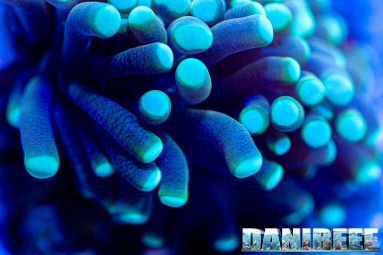 Coralli con polipi carnosi: Euphyllia, Heliofungia Catalaphyllia