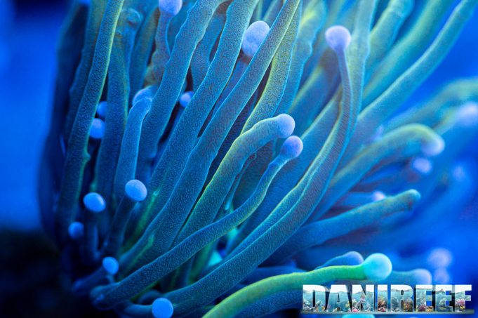 Coralli con polipi carnosi: Euphyllia, Heliofungia Catalaphyllia