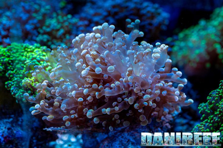 Coralli con polipi carnosi: Euphyllia, Heliofungia Catalaphyllia