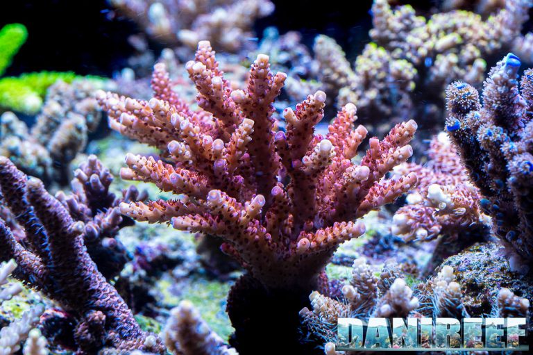 Uno degli acquari marini più belli d'Italia: quello di Pasquale Ruocco