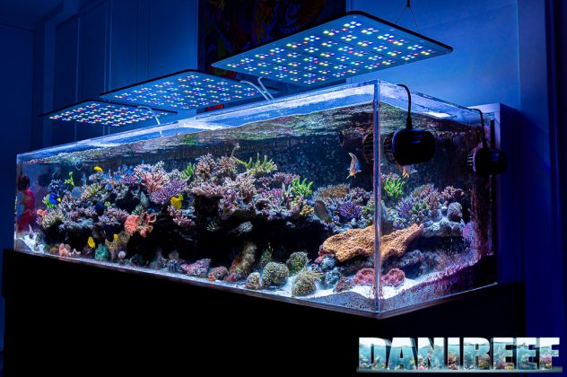 Uno degli acquari marini più belli d'Italia: quello di Pasquale Ruocco