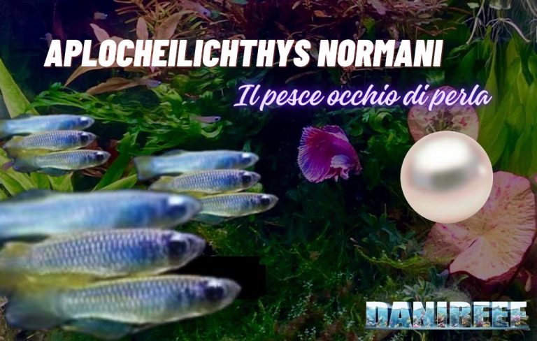 Aplocheilichthys normani: il pesce occhio di perla per nano acquari