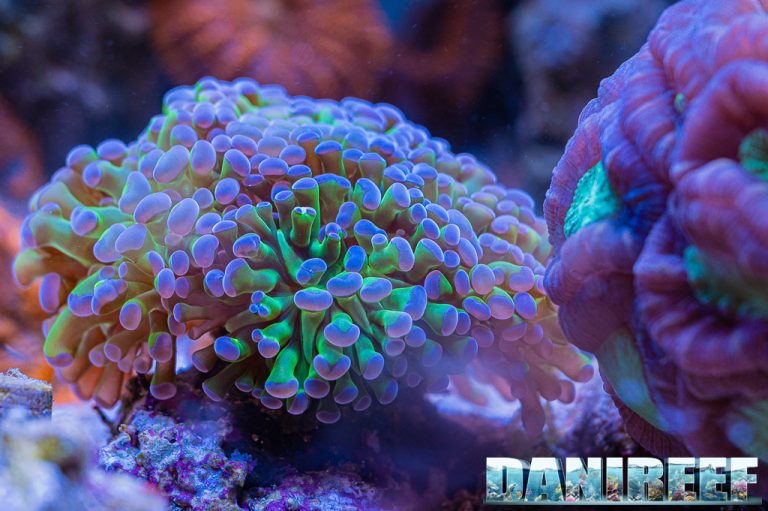 Coralli con polipi carnosi: Euphyllia, Heliofungia Catalaphyllia