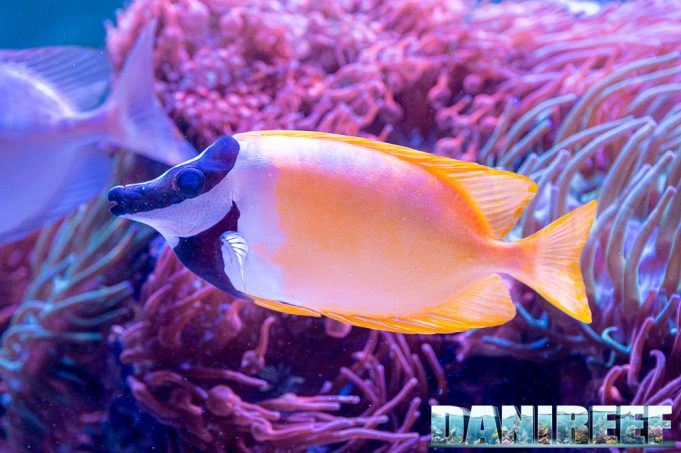 Siganus vulpinus: il pesce volpe giallo utile contro le alghe – guida