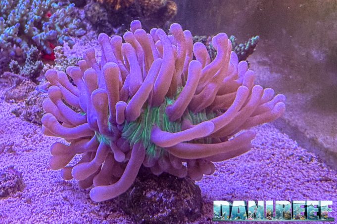 Coralli con polipi carnosi: Euphyllia, Heliofungia Catalaphyllia