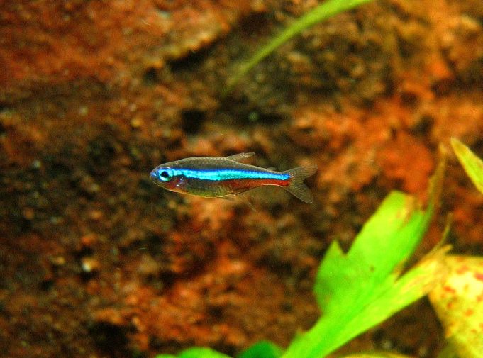Paracheirodon innesi: guida completa al pesce neon