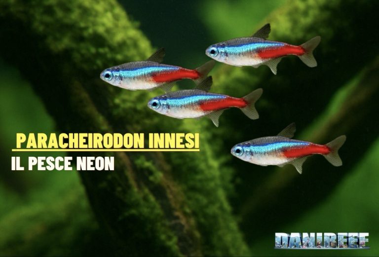 Paracheirodon innesi: guida completa al pesce neon