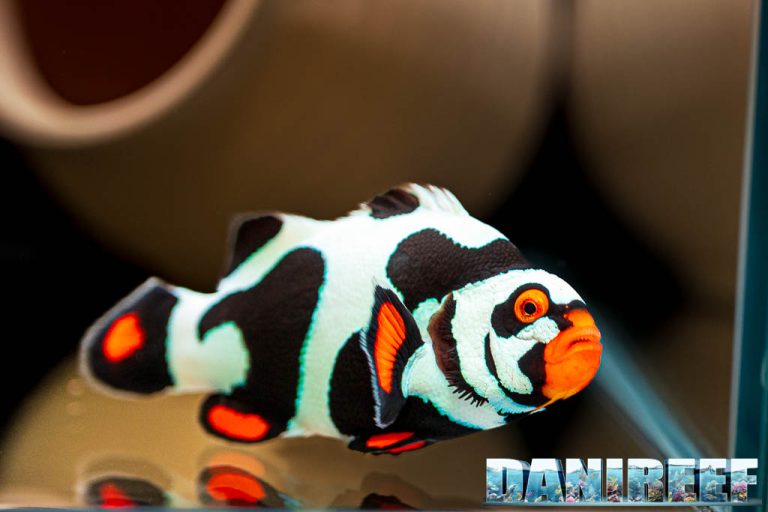 CIPS 2025: The Clownfish Competition Changing the Rules
