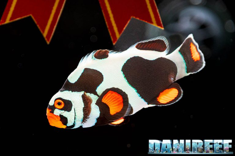 CIPS 2025: The Clownfish Competition Changing the Rules
