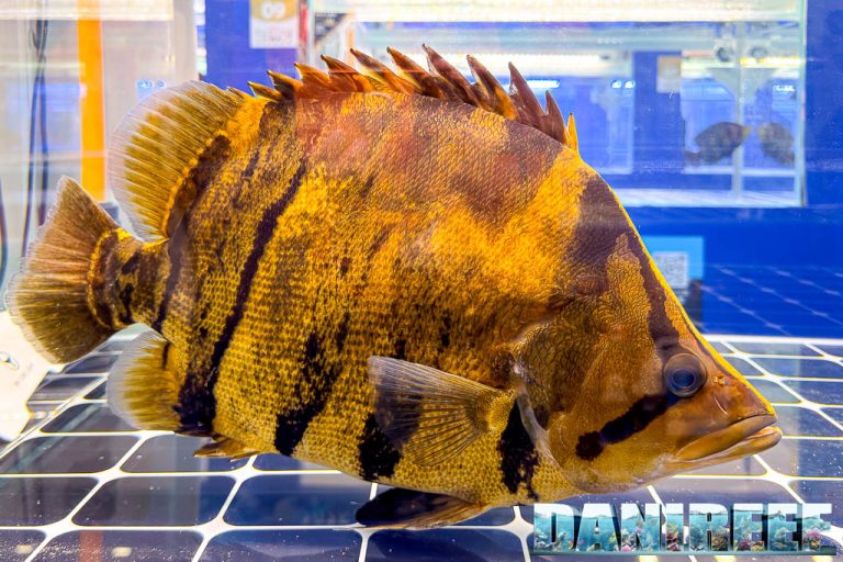 Worth as Much as a Car: The High-Value World of Asian Fishkeeping