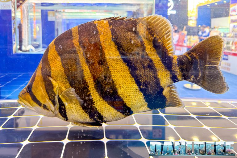 Worth as Much as a Car: The High-Value World of Asian Fishkeeping